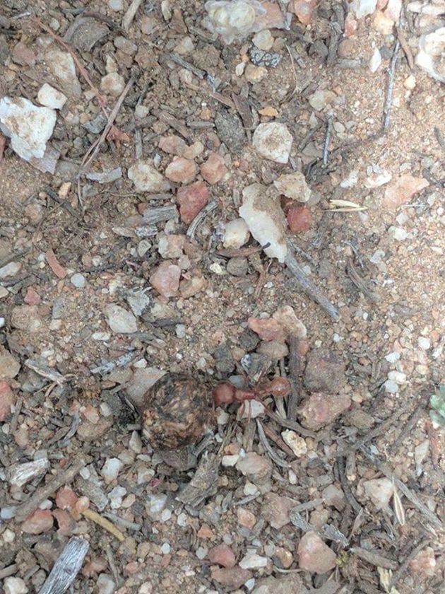 rubber tree ant | BJJ Globetrotters